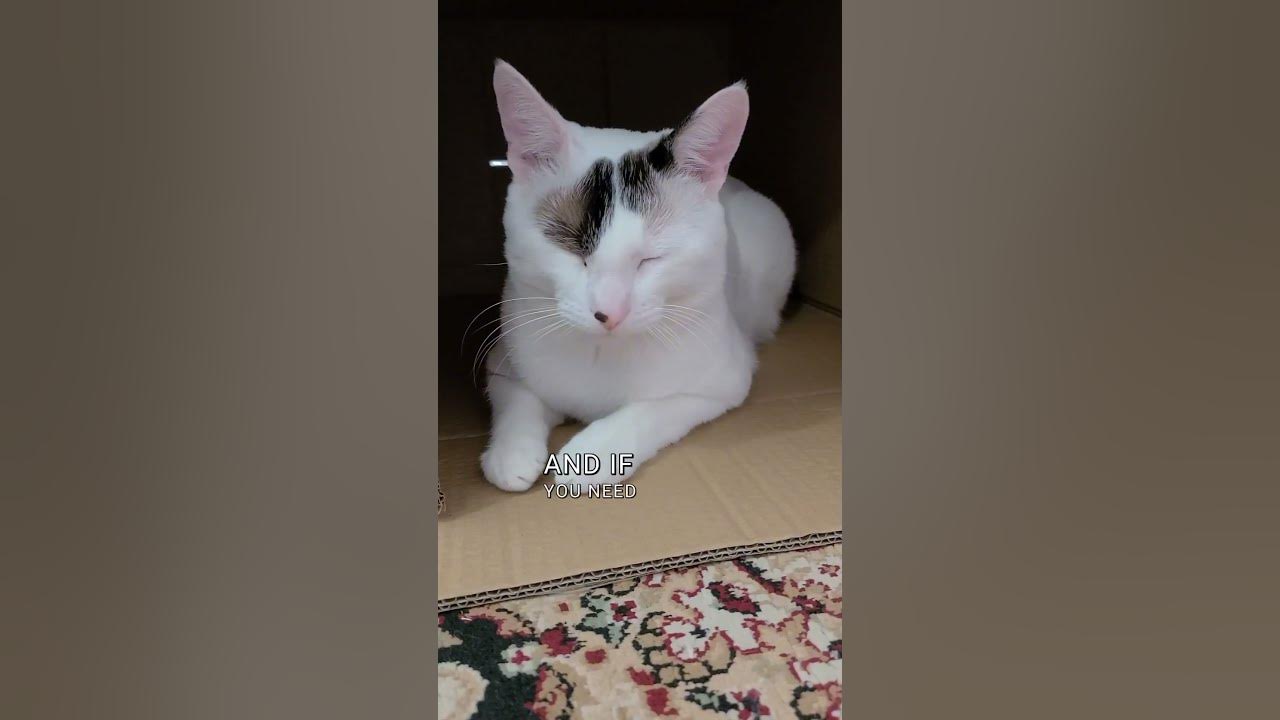 Sweet Little Cat #cutecat #cat #catlover #catvideos #catshorts # ...