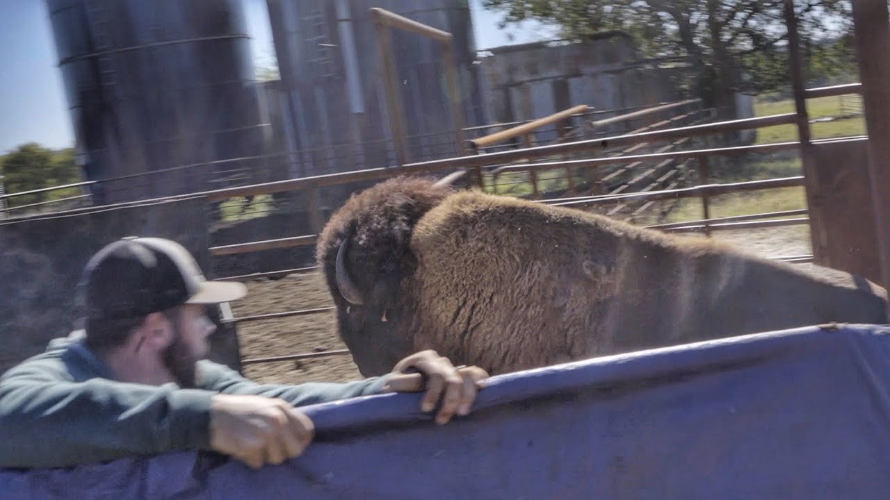 Bison Handling with Arms Family Homestead (Behind the Scenes Recap ...