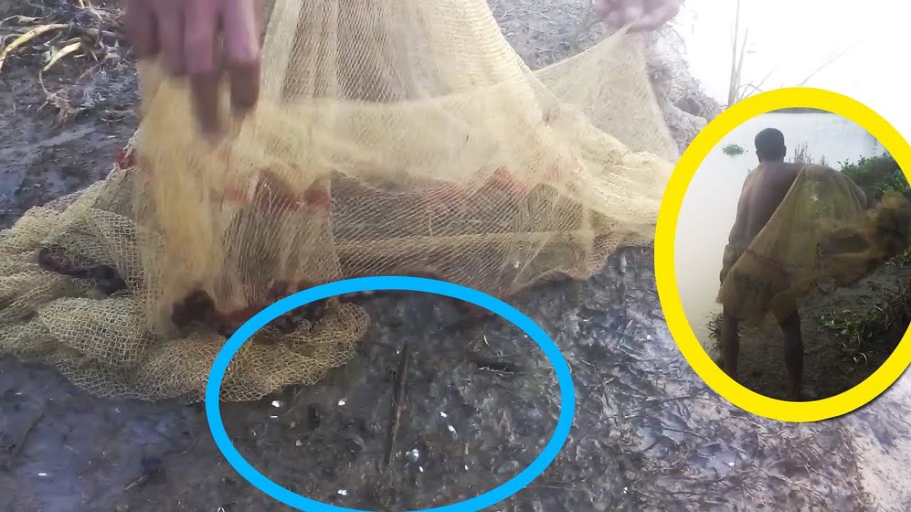 Tiny Fish Trapping Using Traditional Cast Net / Hand Net Fishing Before ...