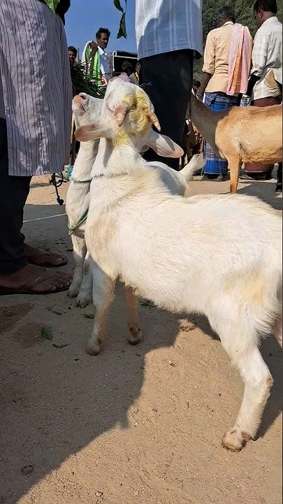 తెల్ల మేకలు పొట్టి మేకలు shorts goats - YouTube