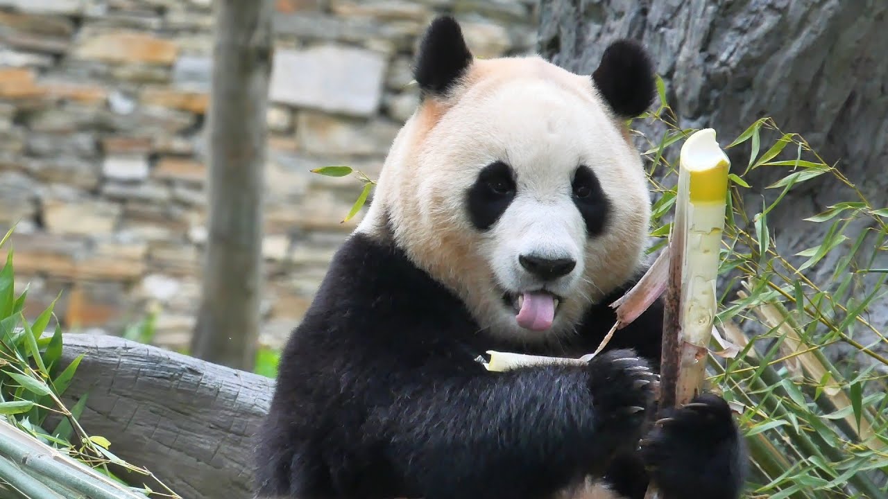 Fu Bao 푸바오 debut in China! Looking good and relaxed - YouTube