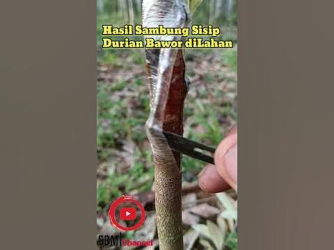 Sambung Sisip Durian Bawor BERHASIL‼️#shorts - YouTube