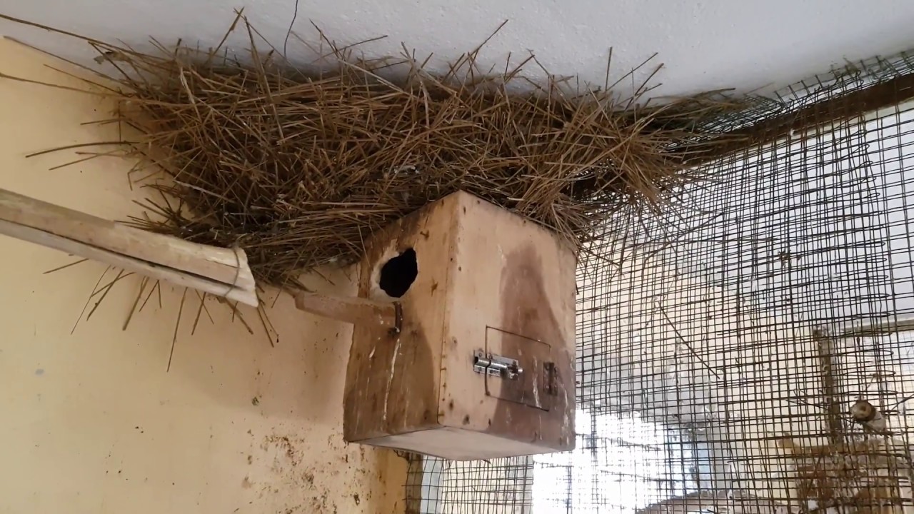 HOW TO SETUP BIRD BREEDING FARM - FULL INSTRUCTION - YouTube