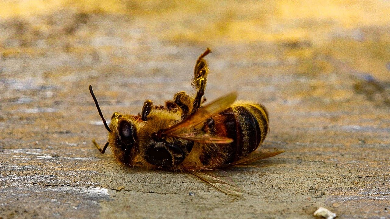 The State of the Industry with Charles Linder, Blake Shook, & Richard ...