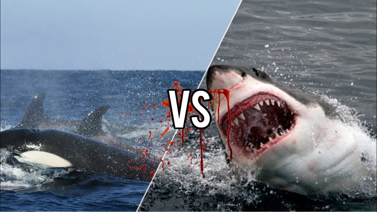 "Aquatic Gladiators: 5 Unusual Sea Creatures that Could Potentially ...