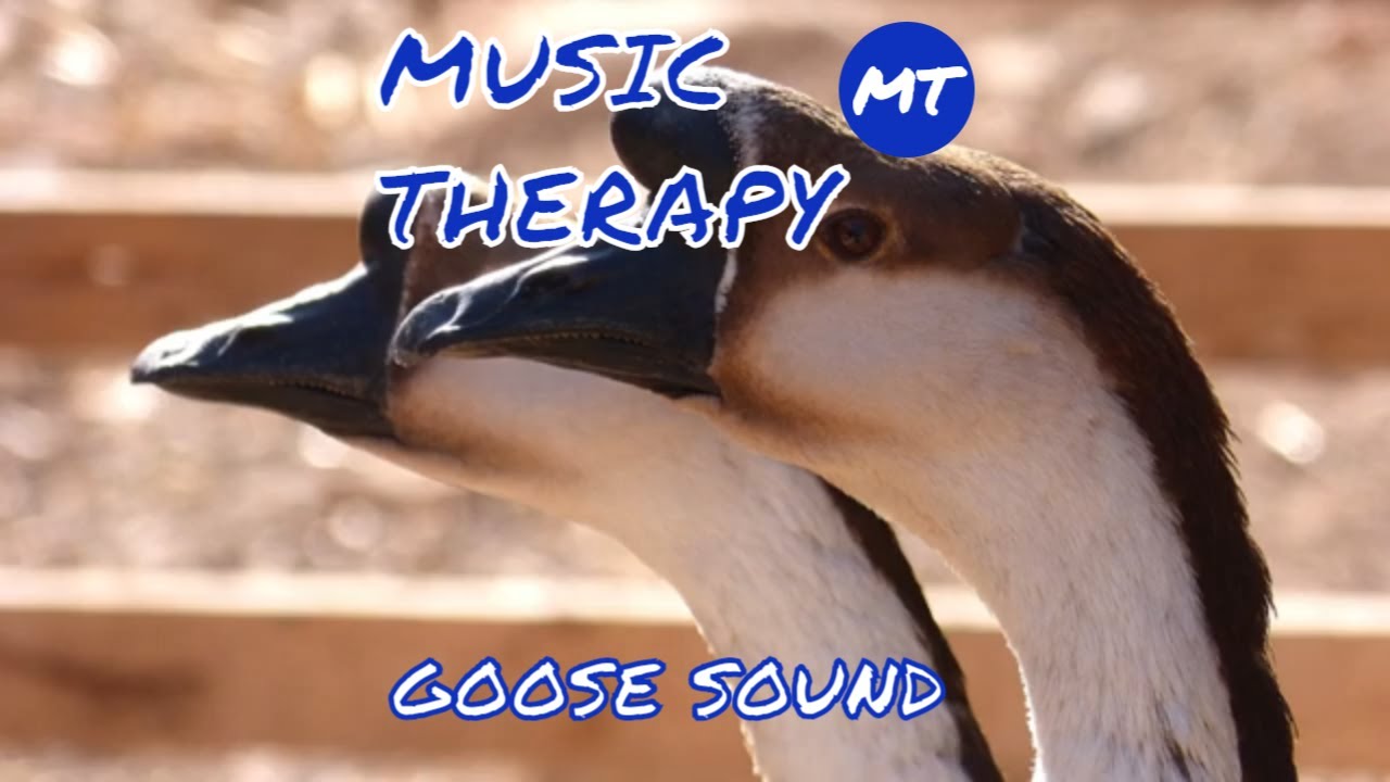 🔵 NATURAL ALARM CLOCK🦃🐔 REAL GOOSE SOUNDS 🐓🐣🐤DESPERTADOR NATURAL - YouTube