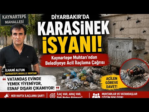 Diyarbakır’da Karasinek İsyanı! Kaynartepe Muhtarı’ndan Belediyeye Acil İlaçlama Çağrısı