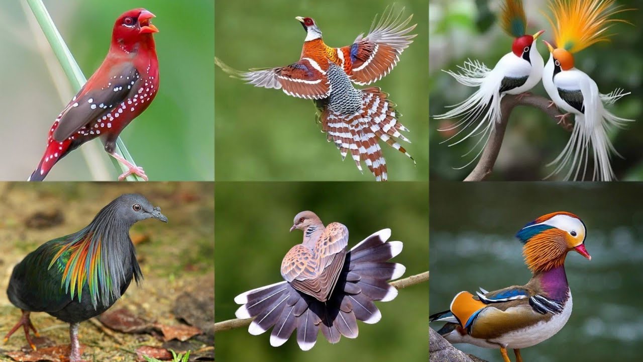 10 Most Beautiful Birds In The World