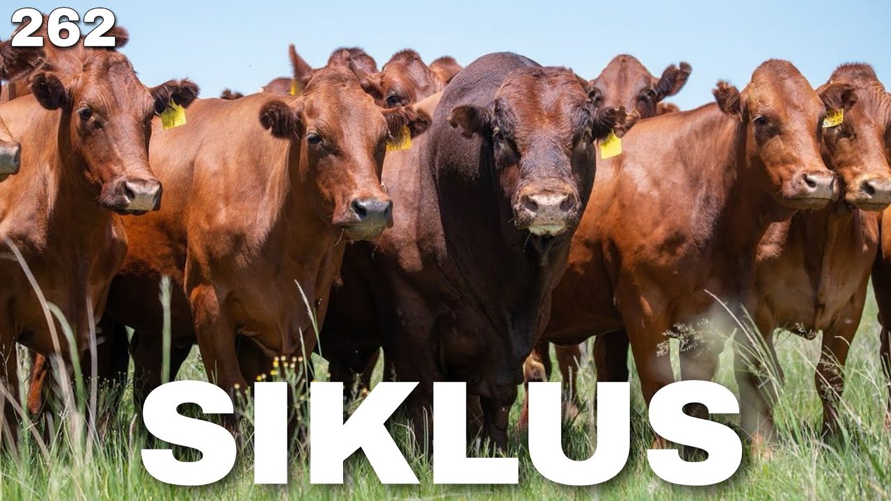 SIKLUS TERNAK SAPI PEMULA - YouTube