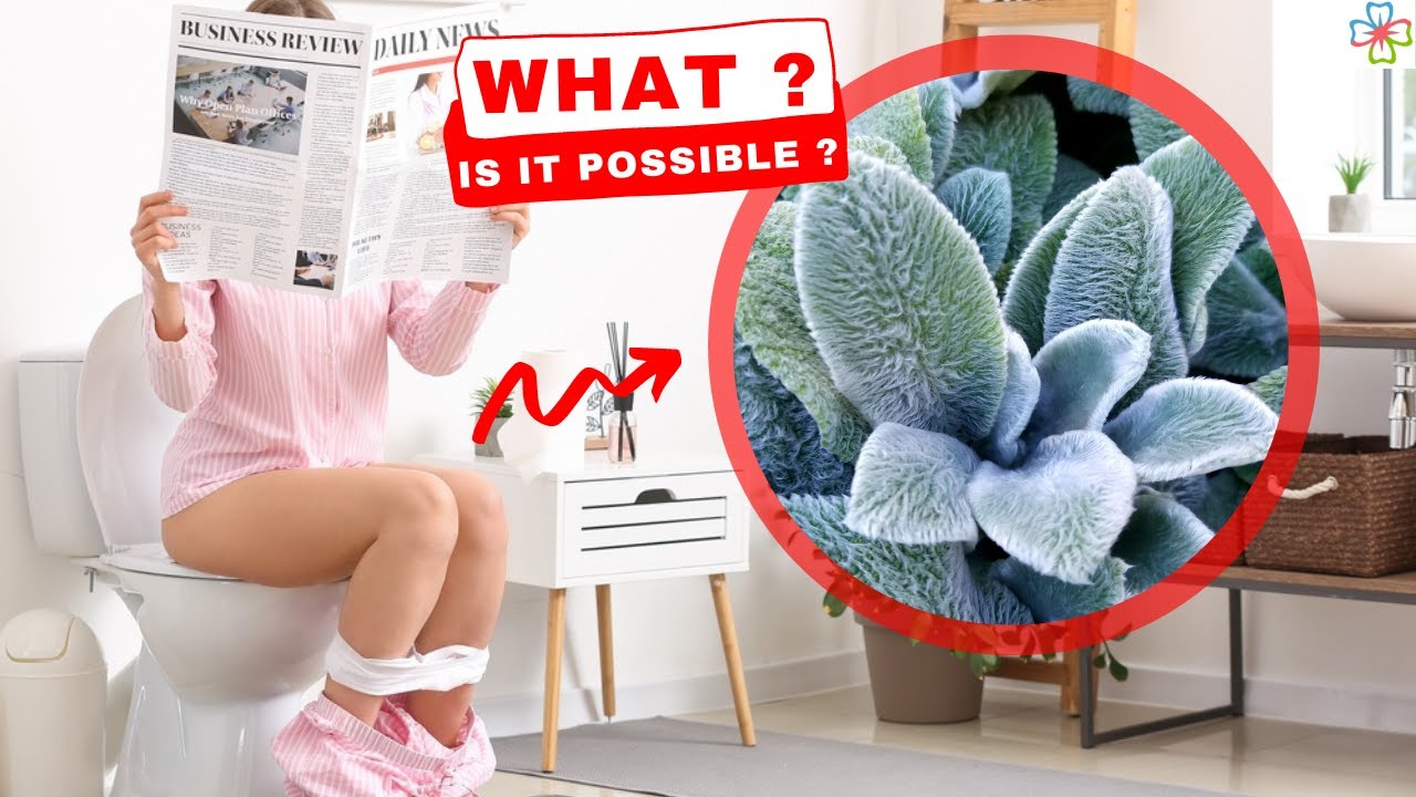 5 Best Plants That Can Be Used As Toilet Papers Toilet Paper Plants 5-best-plants-that-can-be-used-as-toilet-papers-toilet-paper-plants