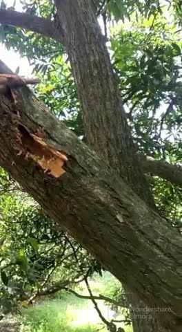 bahi aya kiya ho gya tree may #kaleemkhanvlog - YouTube