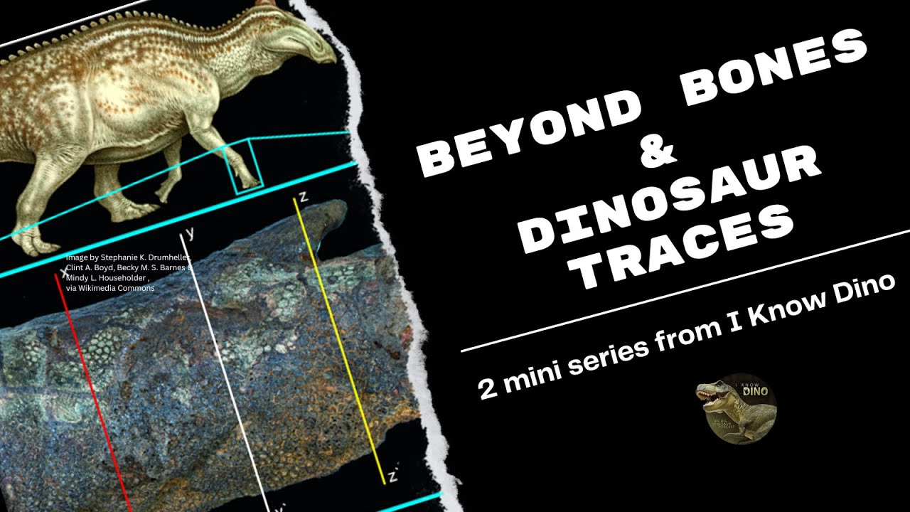 Exploring Dinosaur Soft Tissues & Trace Fossils - Extended Compilation ...