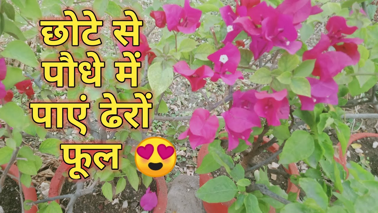 How to Grow Boganveliya from cutting / How to get more flowers in ...