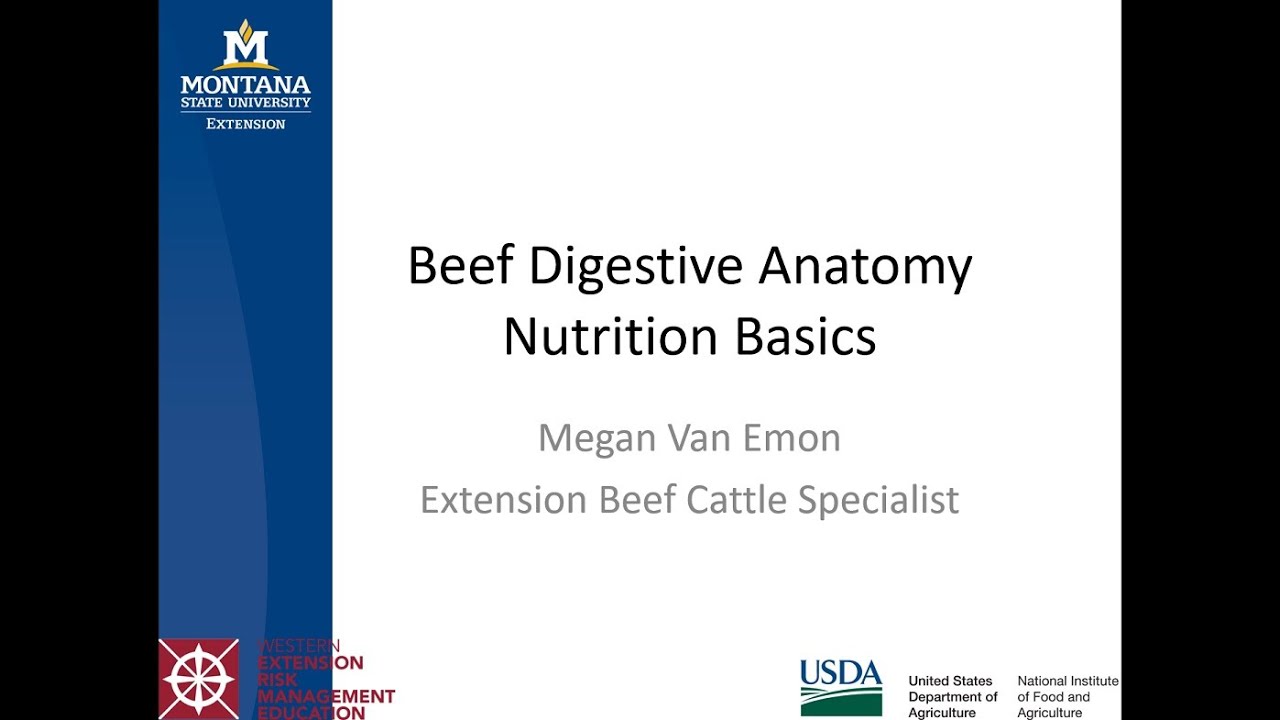 Beef Nutrition Basics - YouTube