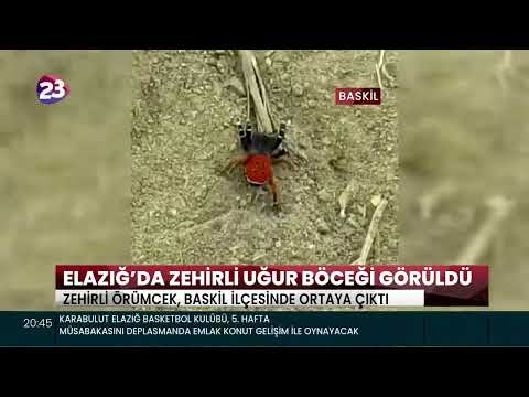 ELAZIĞ'DA HALK ARASINDA ZEHİRLİ UĞUR BÖCEĞİ ÖRÜMCEĞİ OLARAK BİLİNEN 'ESUS CİNNABERİNUS'GÖRÜLDÜ
