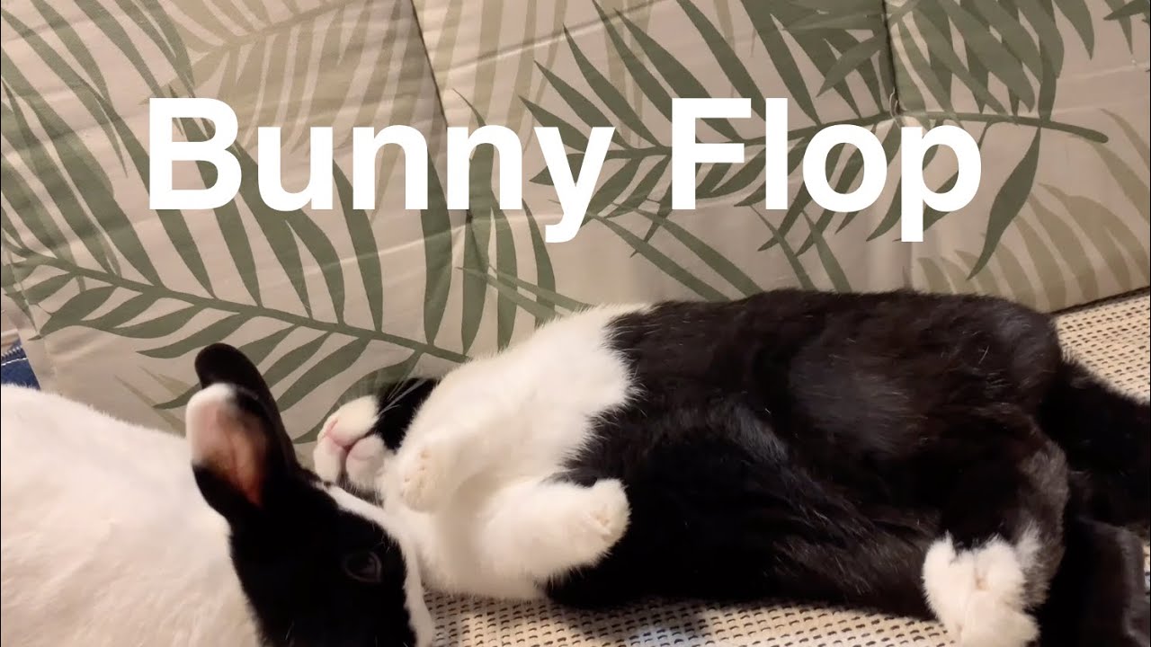 Cutest! Bunny Flop Collection - YouTube