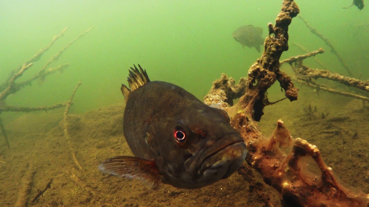 perchaudes au lac boisfranc - YouTube