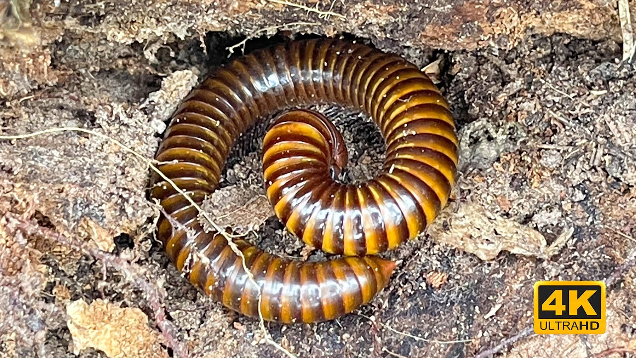 Amazing Giant Millipede in 4K | Stunning Close-Up in Nature - YouTube