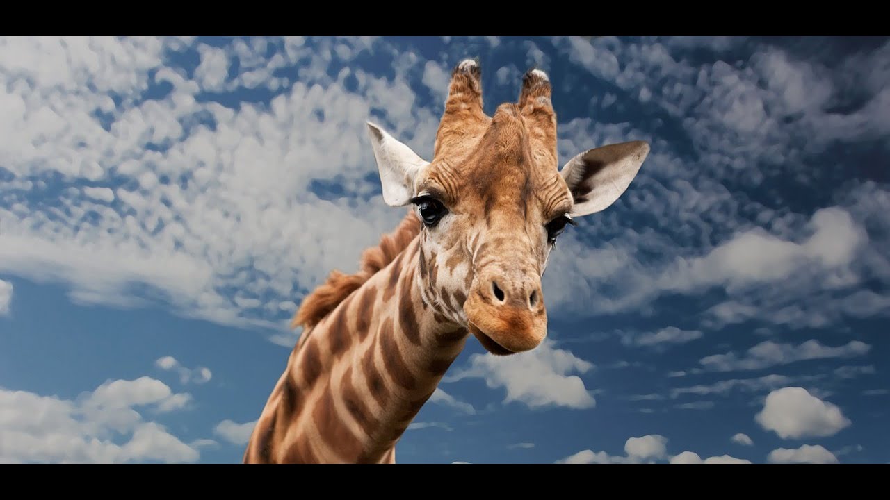 Giraffe Rap Video - YouTube