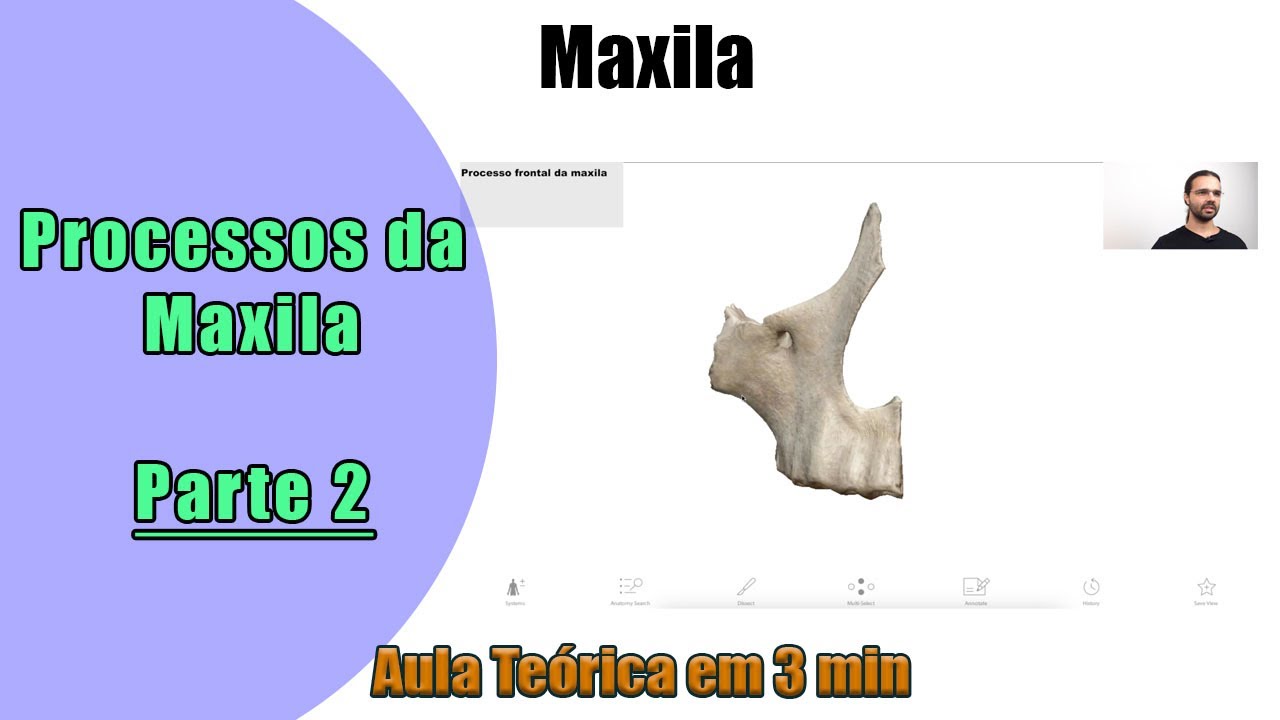 Maxila e seus Processos - Aula 2 Teórica - Anatomia - Anatomia Humana ...