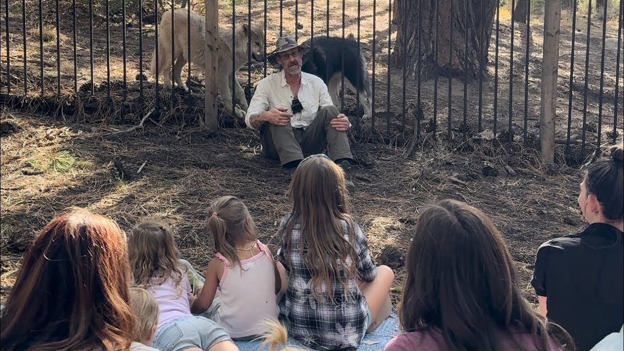 How I Teach Kids About Wolves - YouTube
