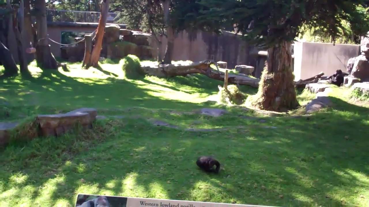 SF Zoo Gorillas - Hasani rolls down a hill - YouTube
