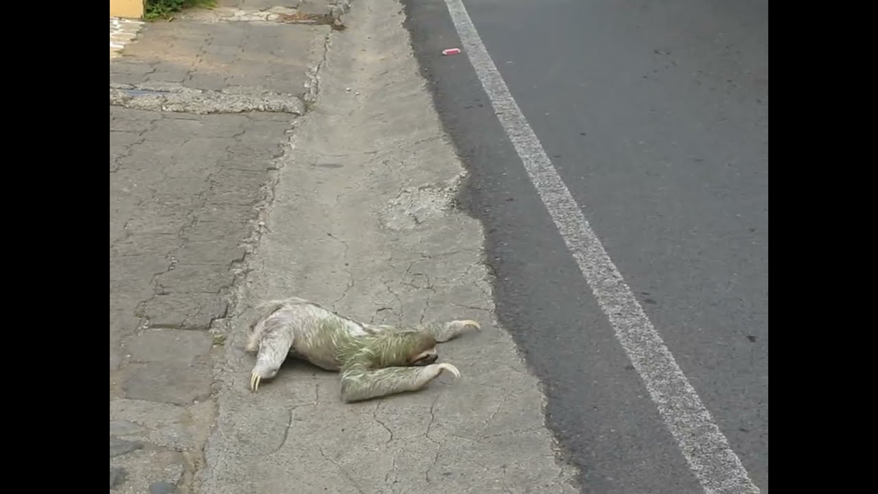 My name is giovanni giorgio meme | Sloth crossing road - YouTube