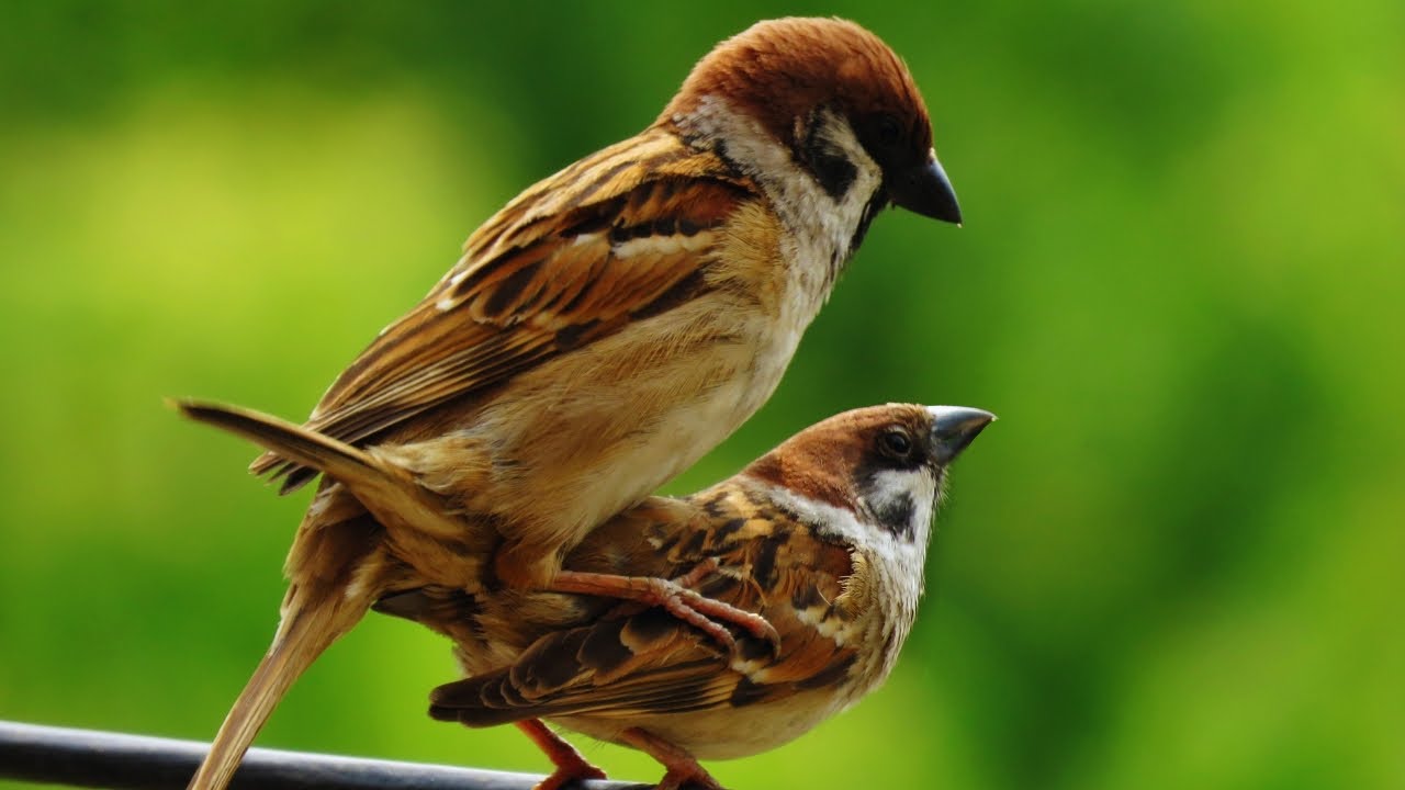 Understanding Sparrow Bird Mating: Behaviors and Reproductive Processes ...