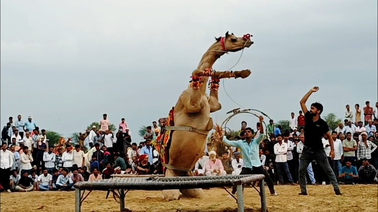Most viral camel dance performance 🐫🐪 - YouTube