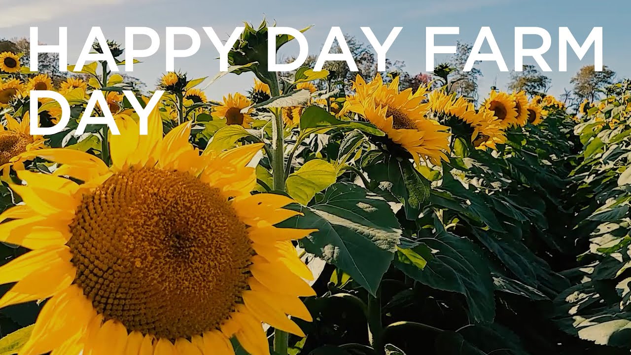 Happy Day Farm - Everyone must go Happy Day farm. It has beautiful ...