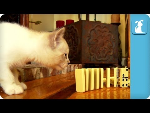 45 Seconds of Cute Kitty Knocking Over Dominoes - Kitten Love - YouTube