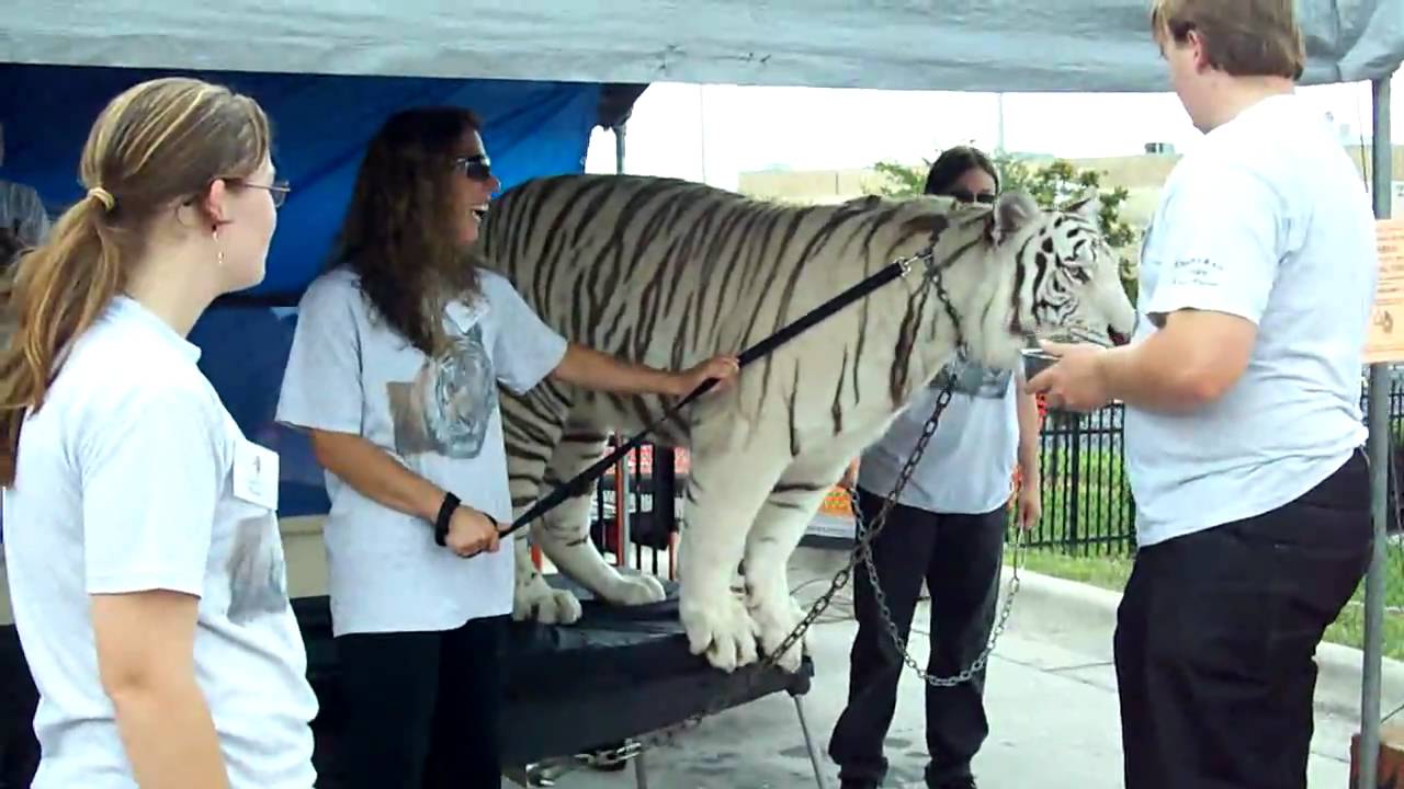 Chuffer & co tiger @ 7-11 in Kissimmee Florida - YouTube