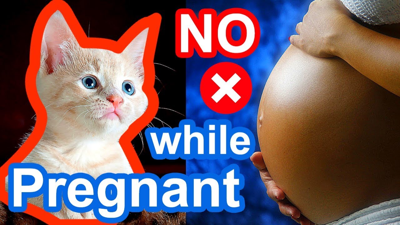 12 Things You Cant Do While Pregnant YouTube 12-things-you-cant-do-while-pregnant-youtube