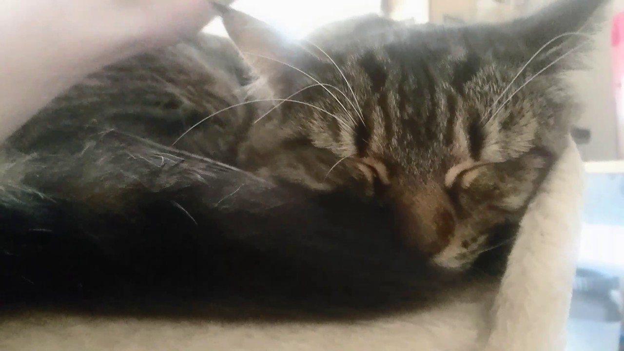 Miss Tora sleeping - YouTube