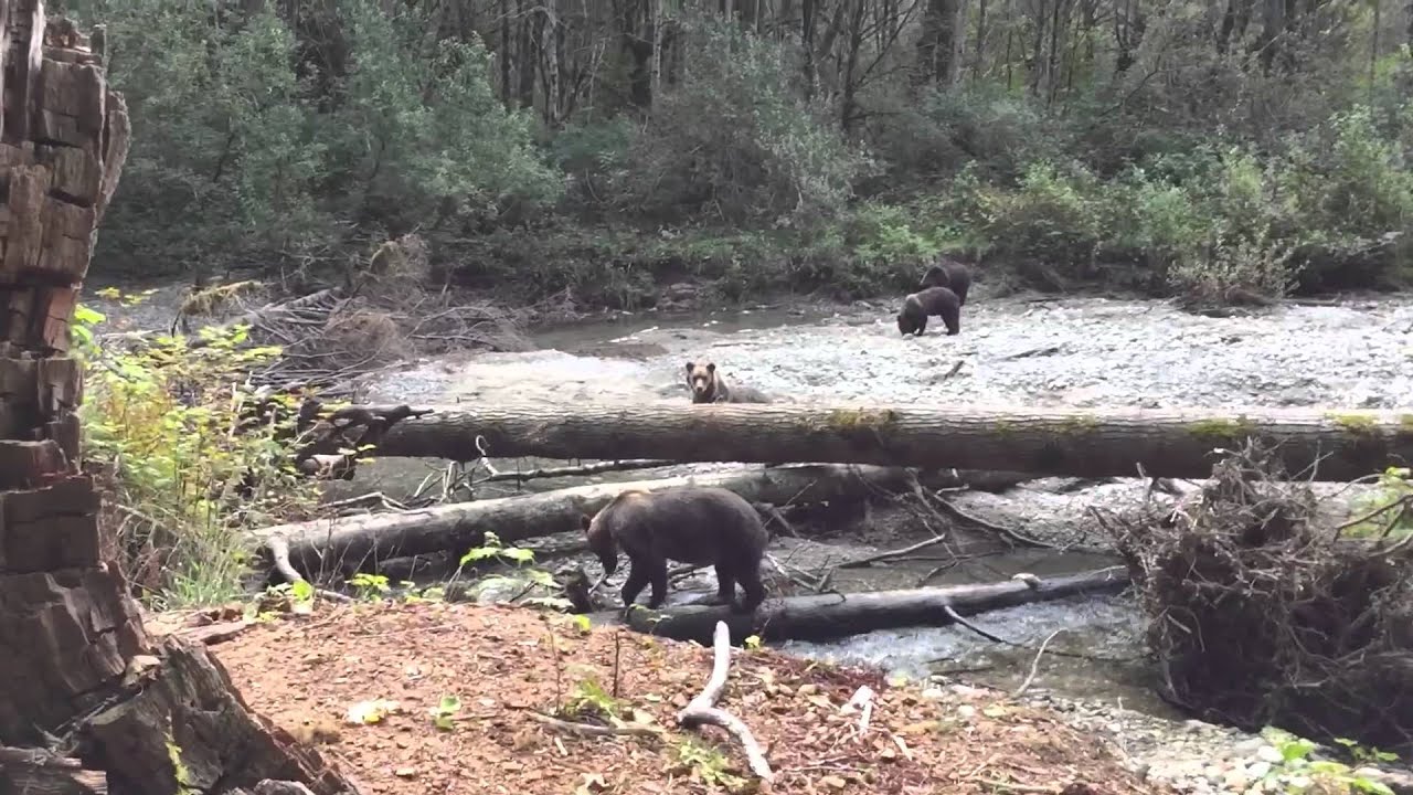 Sonora Resort Grizzly Bear Tour - the Homalco Reserve - Orford River ...