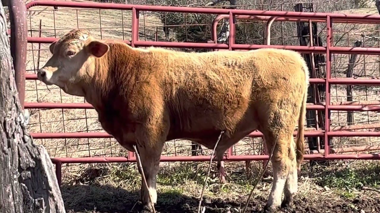 #102 Registered Beefmaster Bull, scurred, DOB 09/04/20 - YouTube