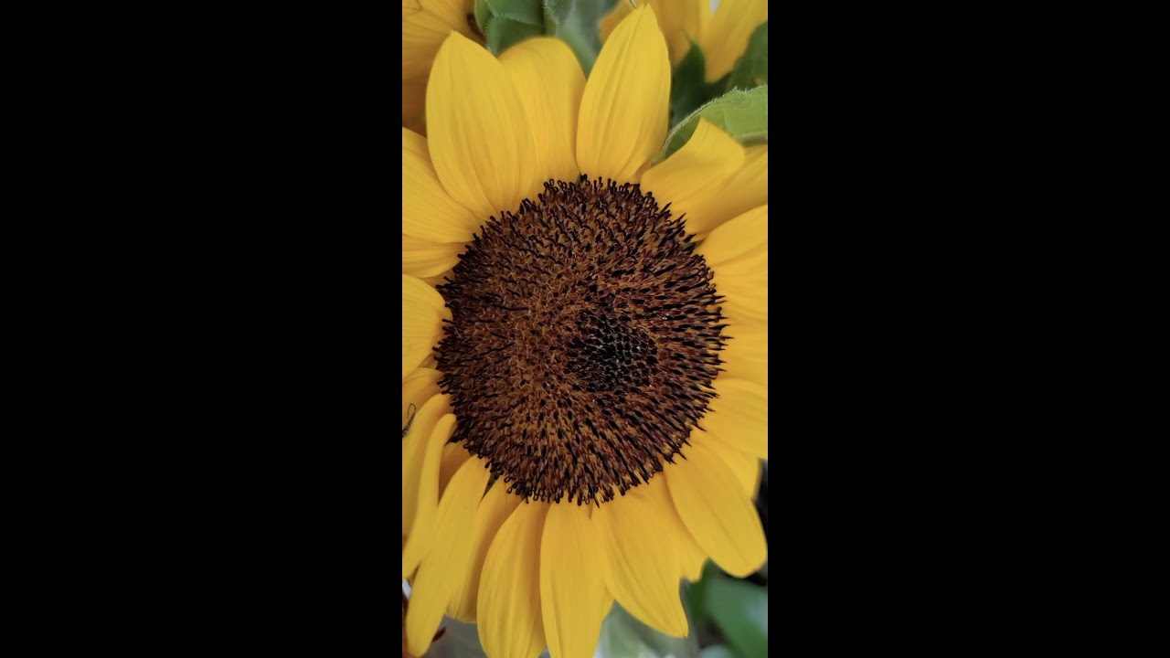 Beautiful Sunflowers from Liza and Doug #shorts - YouTube