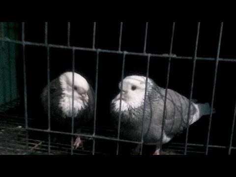 Pigeon Night Time - YouTube
