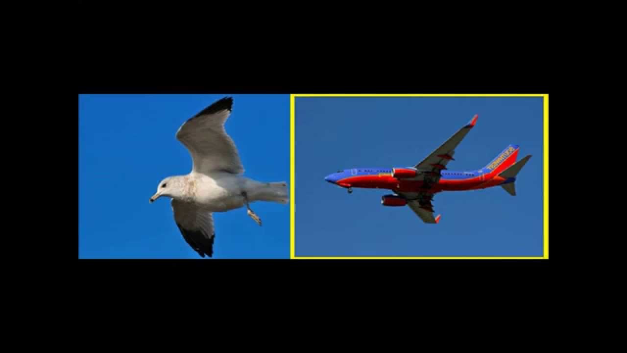 Birds VS Planes - YouTube