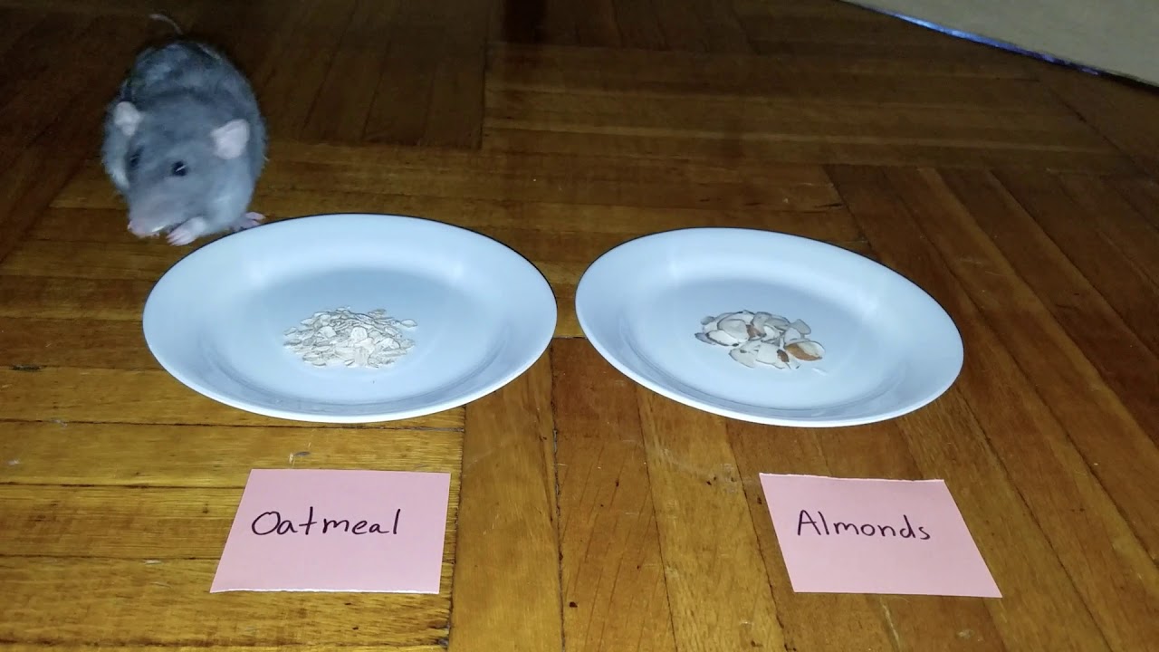 Rat Food Choice Experiment - YouTube