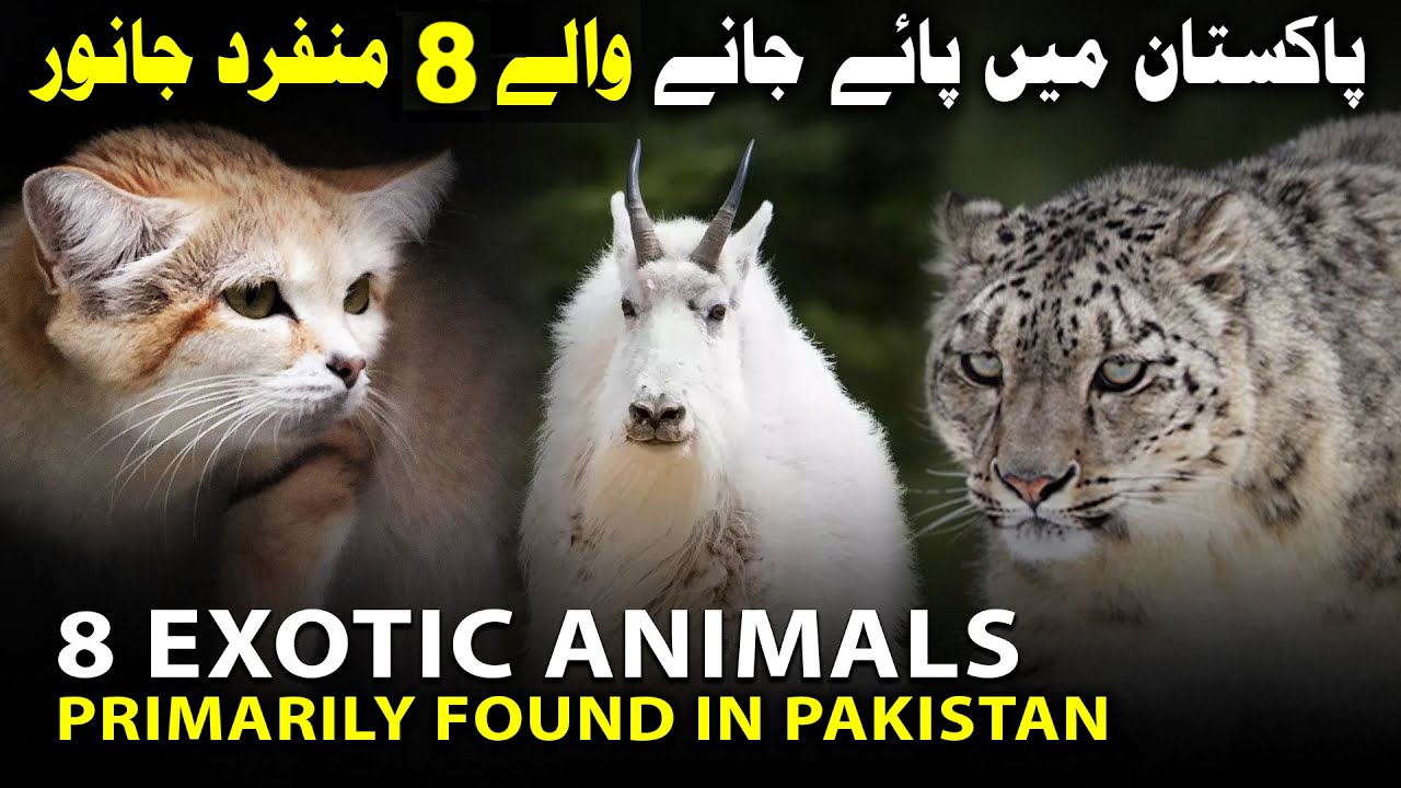 8 Exotic Animals Found in Pakistan - YouTube