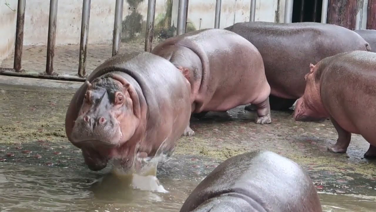 Hippo Rush & Honk🦛突然有一隻衝了出來😜 - YouTube