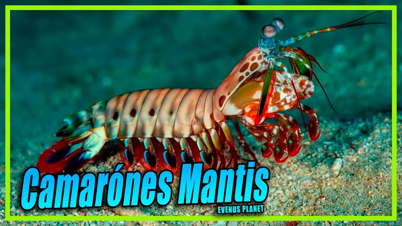 Camarón Mantis - Varias especies de Camarón Mantis - YouTube