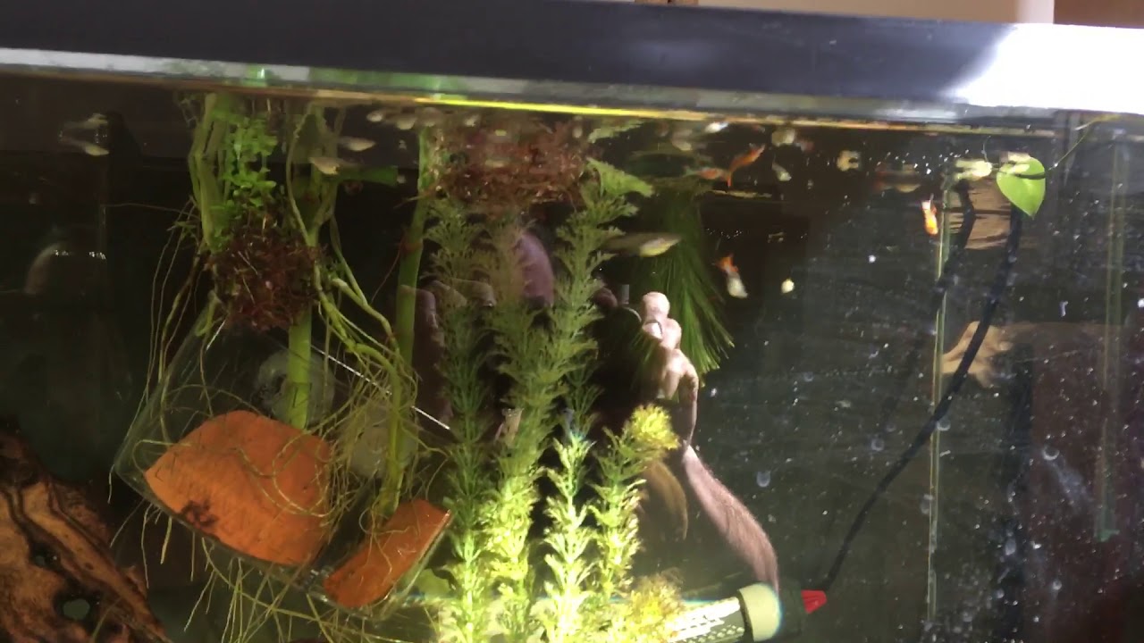 Pink Convict Cichlids - YouTube