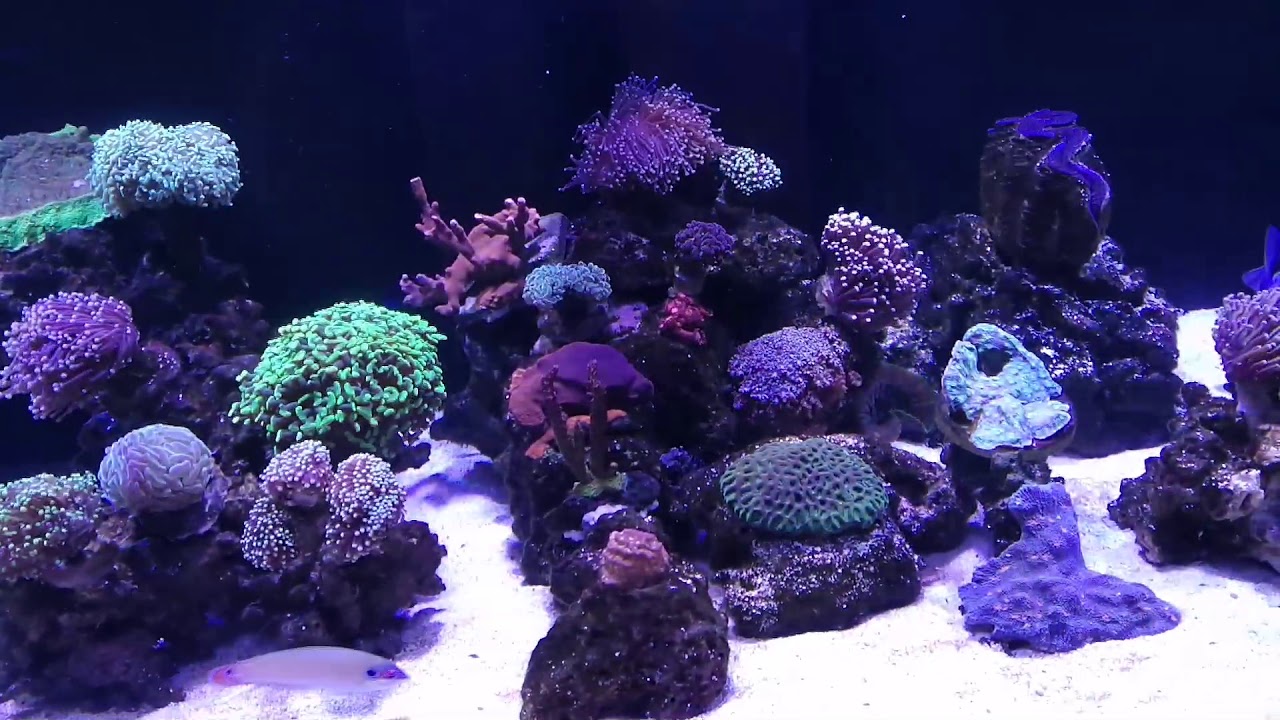 Reef tank update and additional aqua scaping suggestions - YouTube