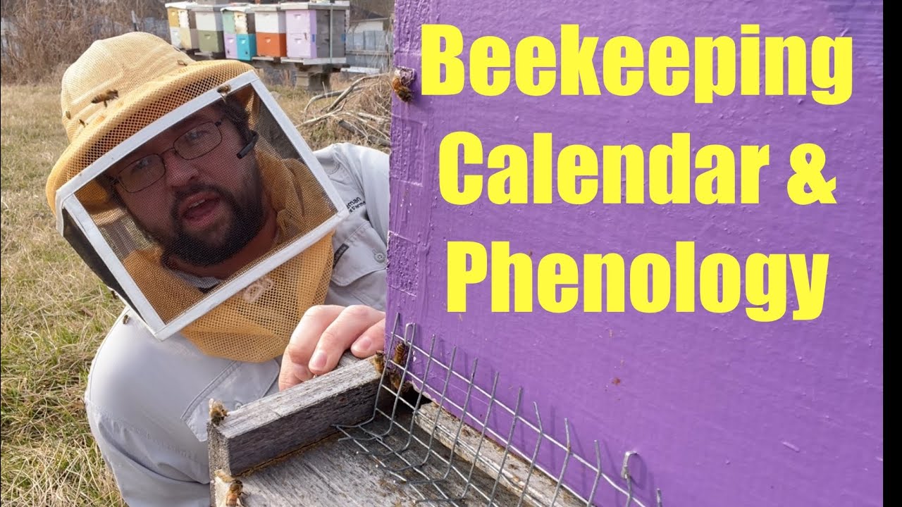 The Beekeeping Calendar and Phenology - YouTube