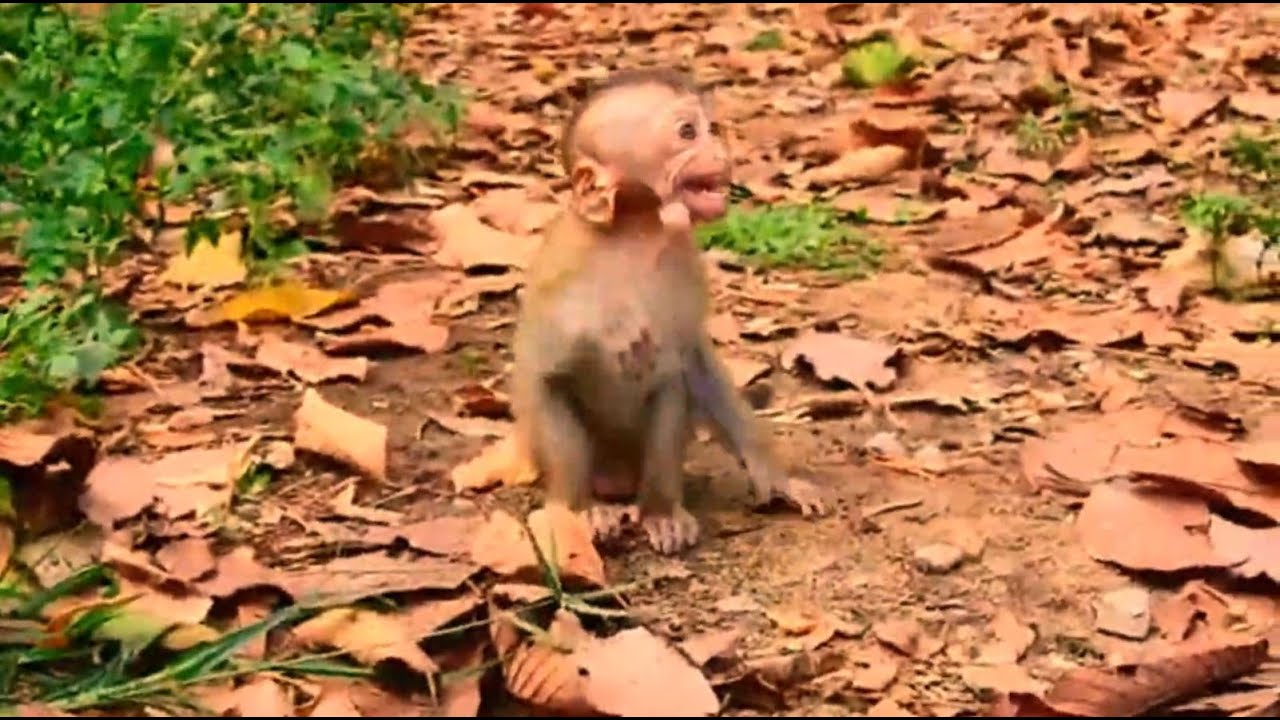 Ouch, Extremely pitiable BB Rainbow shocked crying & running so fast ...