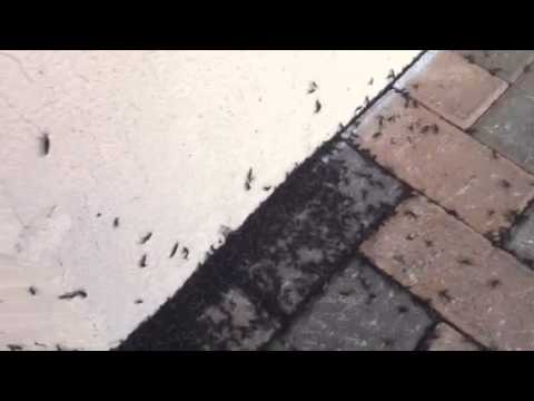 Attack of the love bugs - YouTube