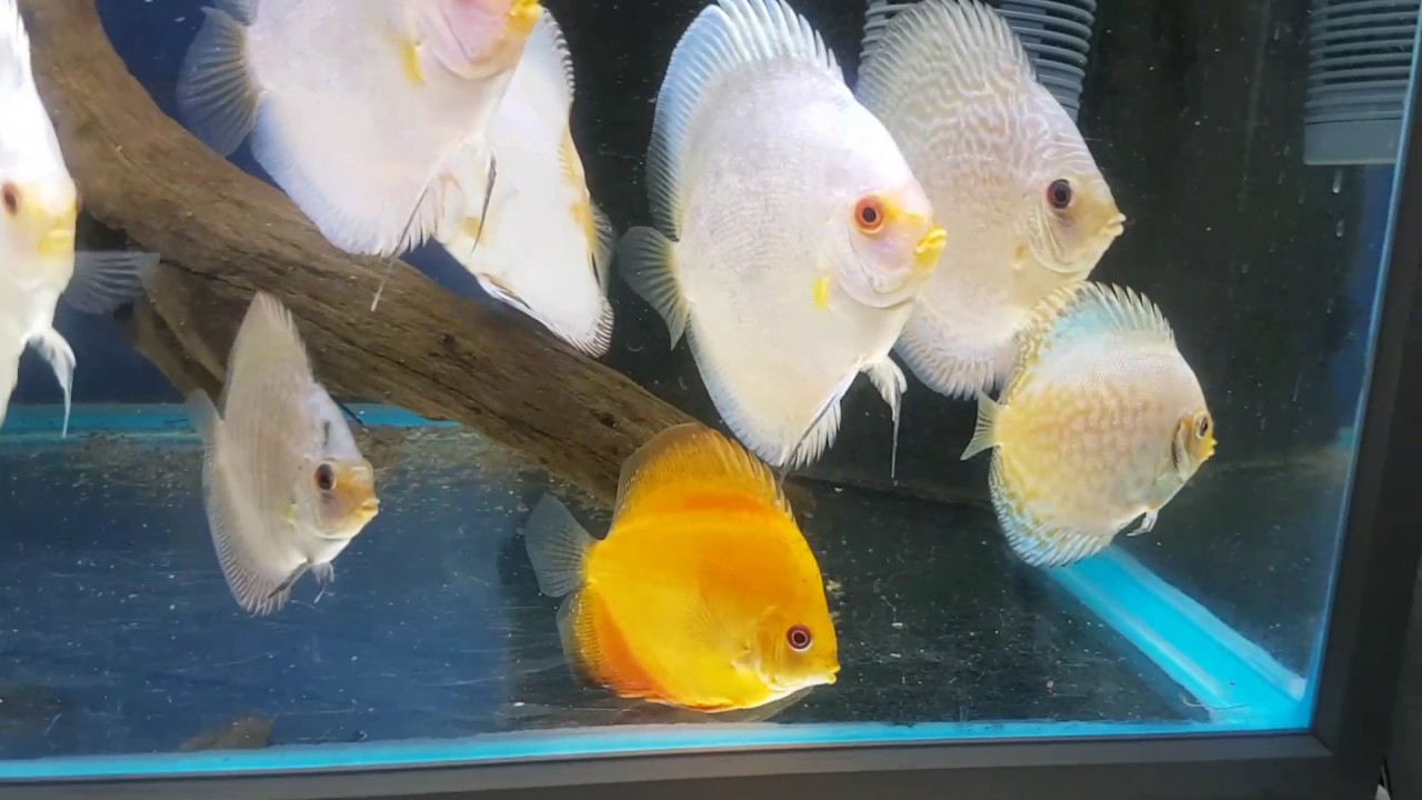 stendker discus 2017 - YouTube