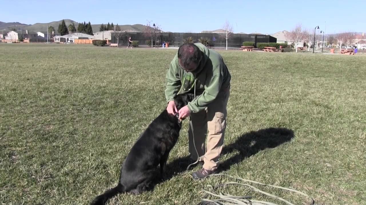 Dog Training: Fetch: Improving the Retrieve - Thriving Canine - YouTube